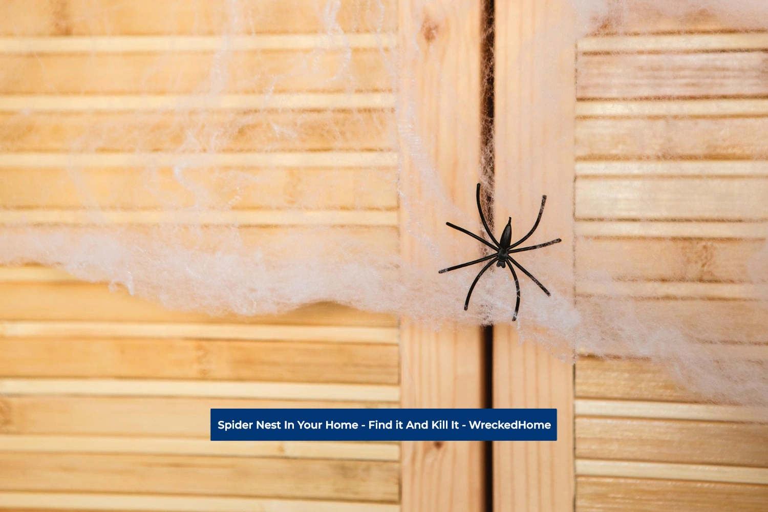 Spider Nest in Your Home- Find it and Kill it!